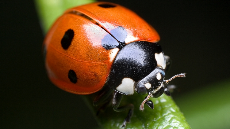 Investigating minibeasts with EYFS | Tes
